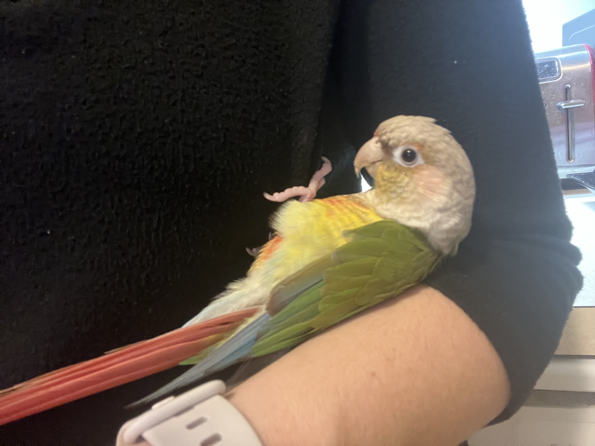 Kiwi Bird & Her Toy – Juddmusic's Blog